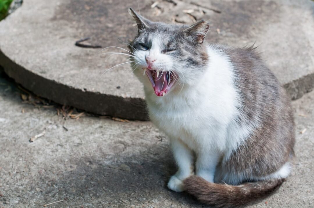 What Does Orange Cat Vomit Mean – Reason For Concern? – FAQcats.com