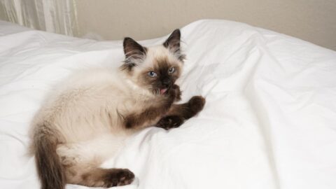 What Is A Ragamese Cat – Everything You Should Know! – FAQcats.com