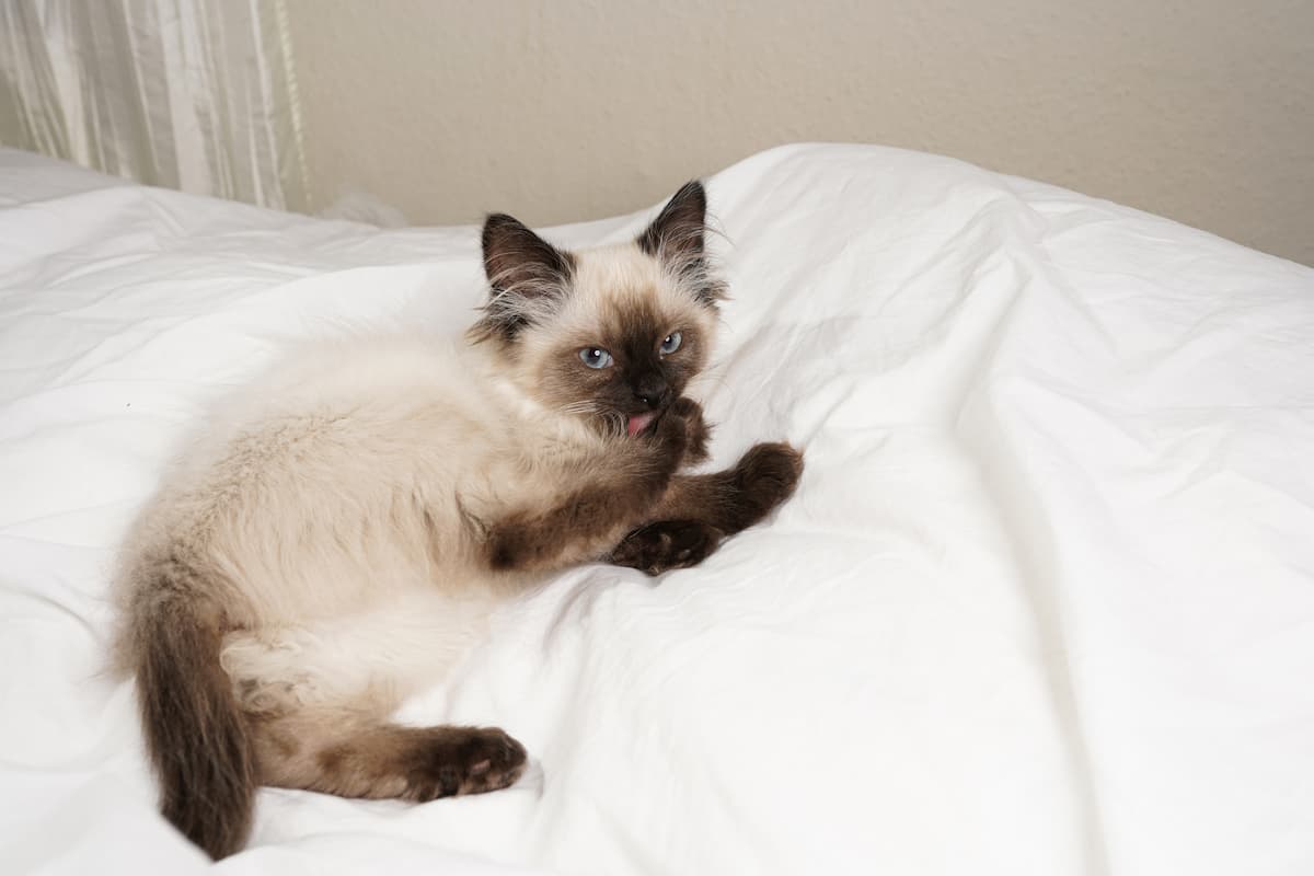 What Is A Ragamese Cat – Everything You Should Know! – FAQcats.com