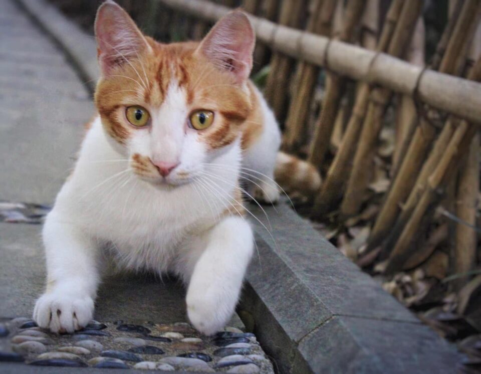 When Do Kittens Calm Down – Things To Consider – FAQcats.com