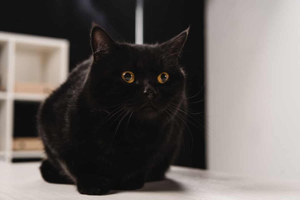 Why Are Black Cats So Vocal – 4 Interesting Reasons Revealed! – FAQcats.com
