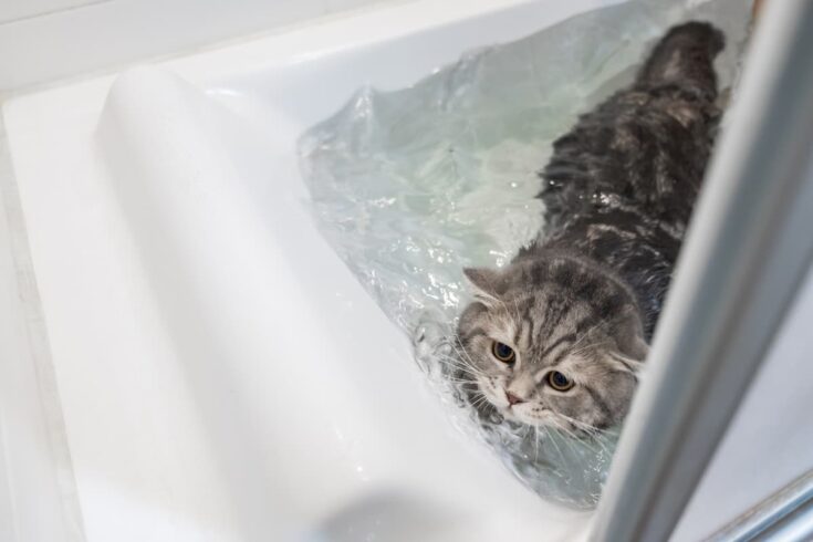 Why Are Cats Afraid Of Water – 5 Reasons! – FAQcats.com