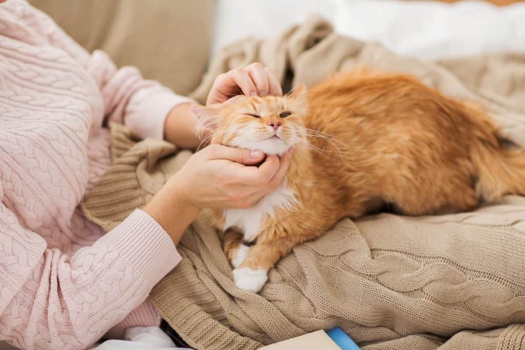 Why Are Cats Soft Understanding Fur Texture FAQcats Why Are Cats Soft Understanding Fur Texture FAQcats