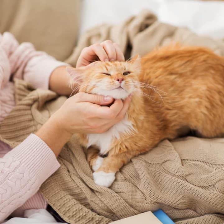 Why Are Cats Soft – Understanding Fur Texture! – FAQcats.com