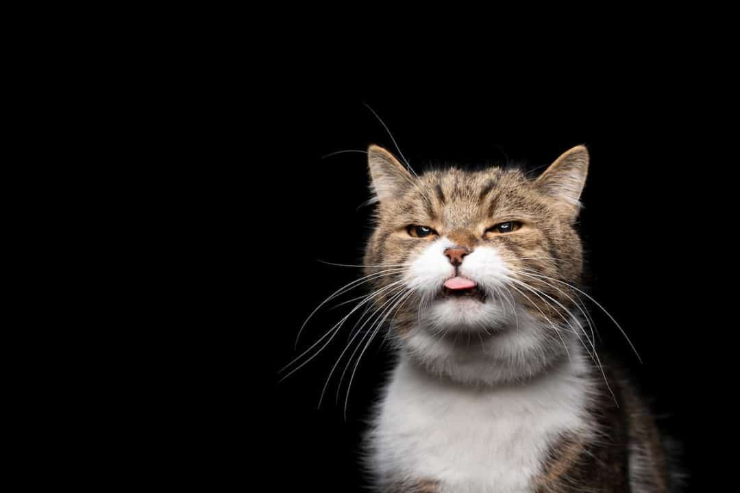 Why Do Cats Blep – 13 Reasons & Factors To Know! – FAQcats.com