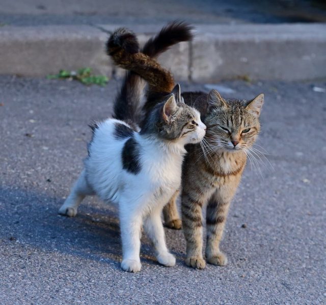 Why Do Cats Chuff – 5 Important Reasons! – FAQcats.com