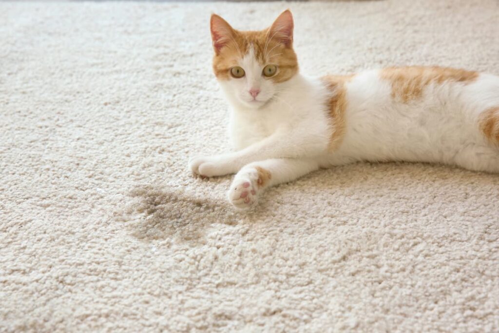 Why Do Cats Eat Carpet – 6 Methods To Stop It! – FAQcats.com