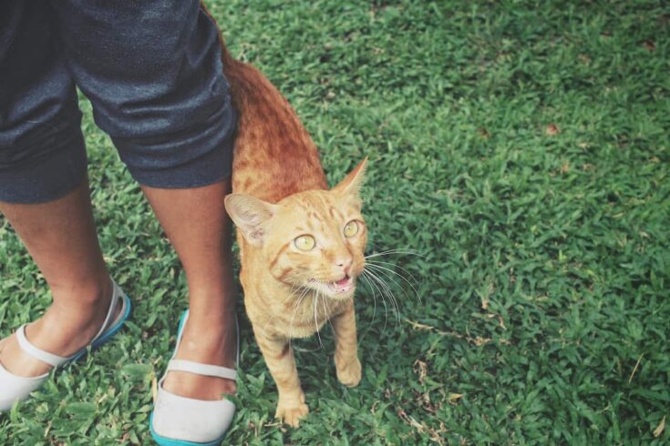 Why Do Cats Follow Strangers – 5 Common Reasons – FAQcats.com
