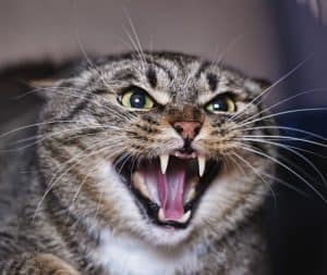 Why Do Cats Growl – Behavioral Concerns And More! – FAQcats.com