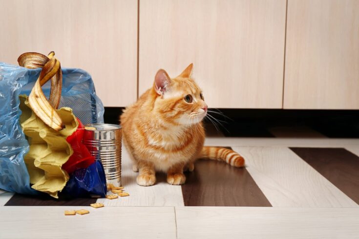 Why Do Cats Knock Over Trash Cans – The Interesting Reason! – FAQcats.com