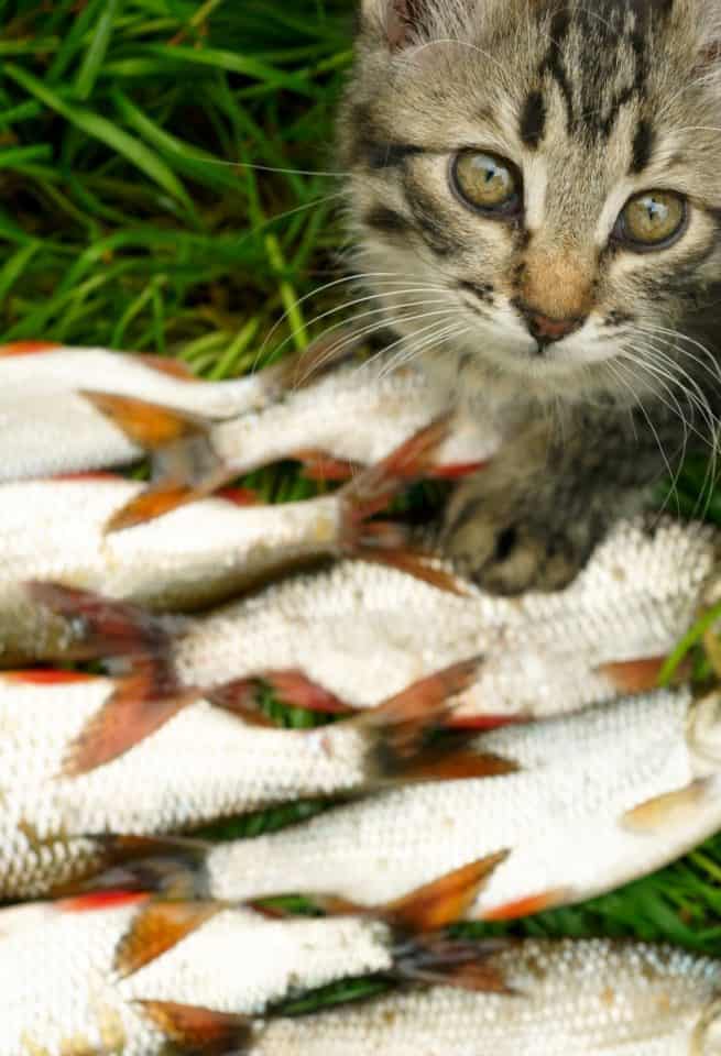Why Do Cats Like Fish – 5 Reasons & Other Factors! – FAQcats.com