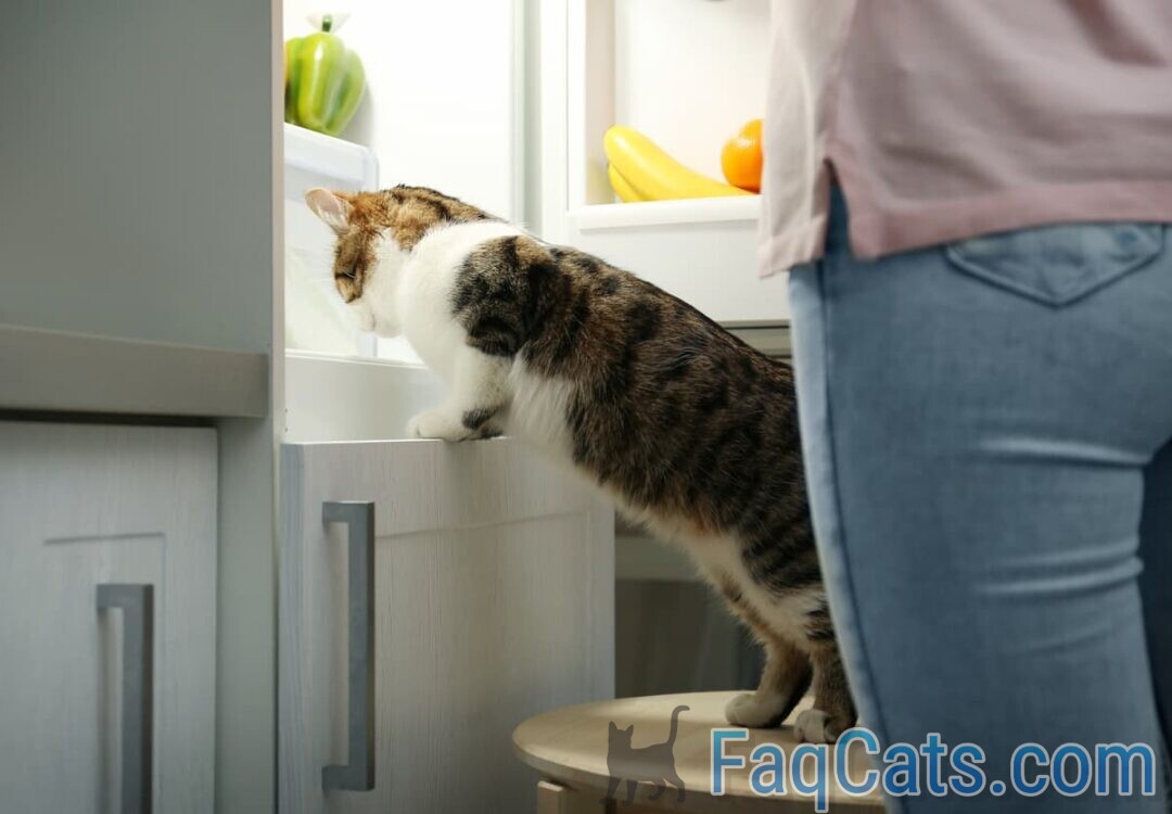 Why Do Cats Like Refrigerators – Is It Normal? – FAQcats.com