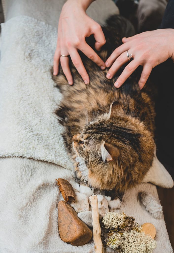 Why Do Cats Like Their Butt Scratched – 10 Reasons! – FAQcats.com