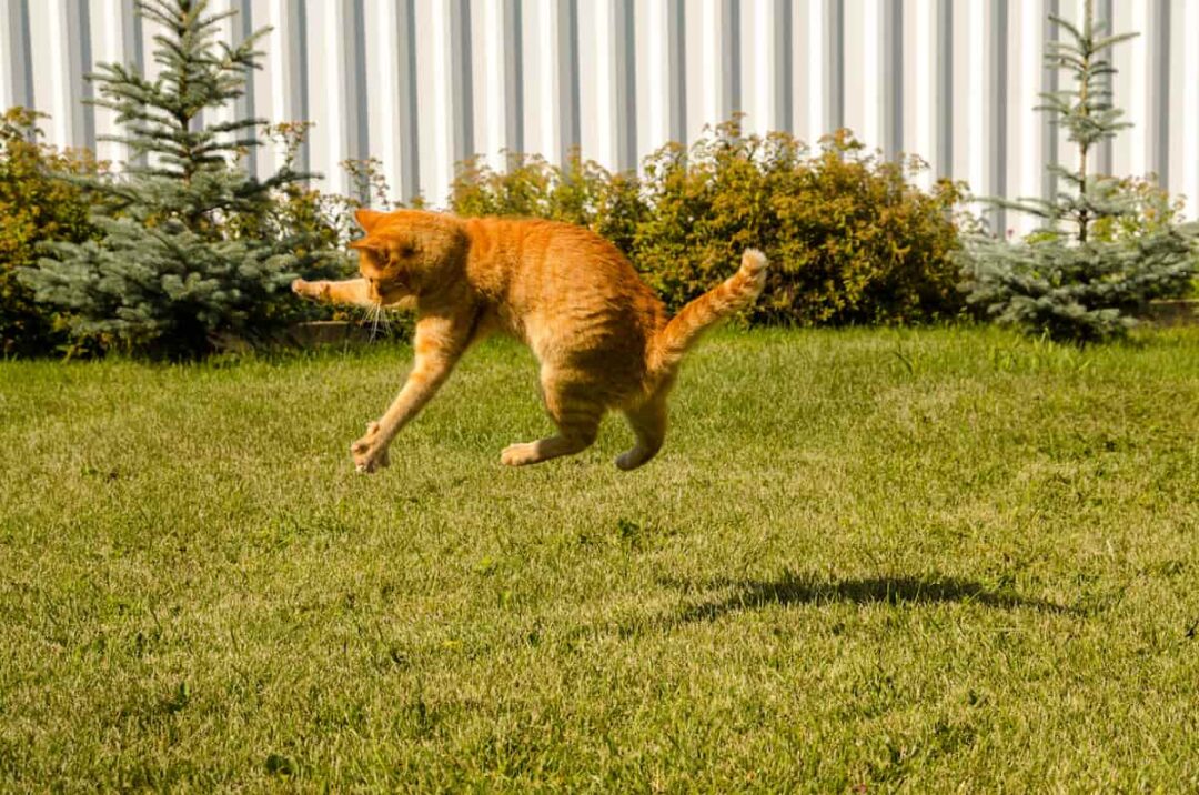 Why Do Cats Make Noises When They Jump – 5 Common Reasons – FAQcats.com