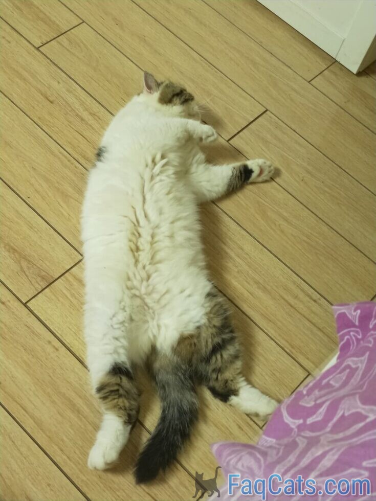 Why Do Cats Play Dead – The Real Reason – FAQcats.com