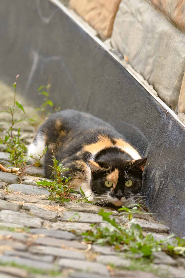 Why Do Cats Run Away – 12 Reasons! – FAQcats.com