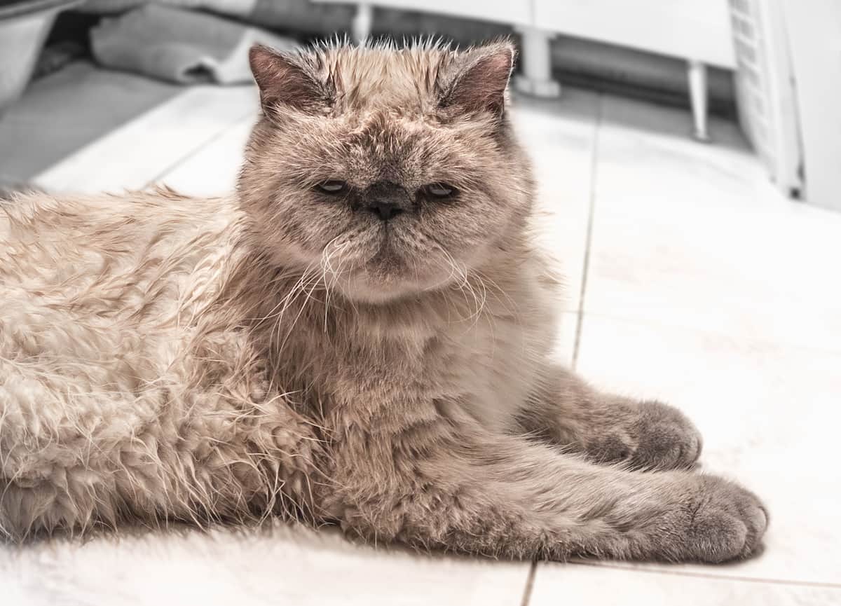 Why Do Cats Watch You Pee Odd Behavior Explained FAQcats why-do-cats-watch-you-pee-odd-behavior-explained-faqcats