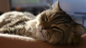 Why Do Cats Watch You Sleep – Staring Habit Explained! – FAQcats.com