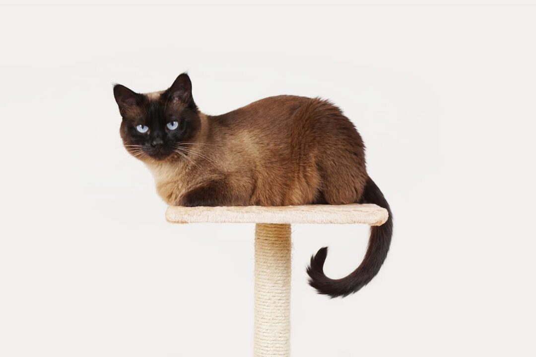 Why Do Siamese Cats Have Crooked Tails – 5 Reasons – FAQcats.com
