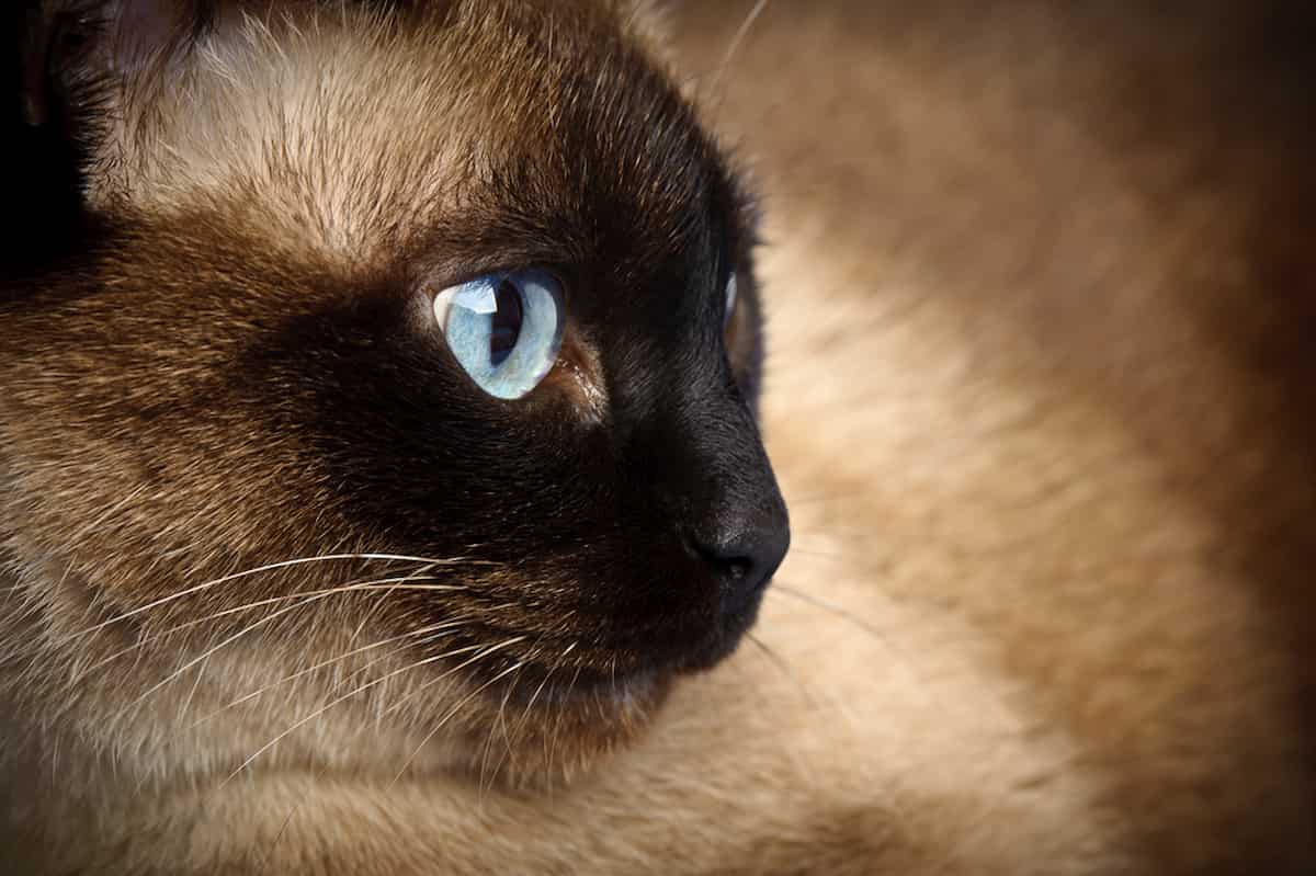 Why Do Siamese Cats Have Round Pupils – FAQcats.com