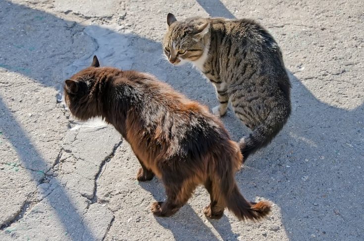 Why Does My Cat Hate Other Cats – 5 Key Reasons – FAQcats.com