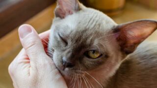 Why Does My Cat Look Away When I Slow Blink – FAQcats.com