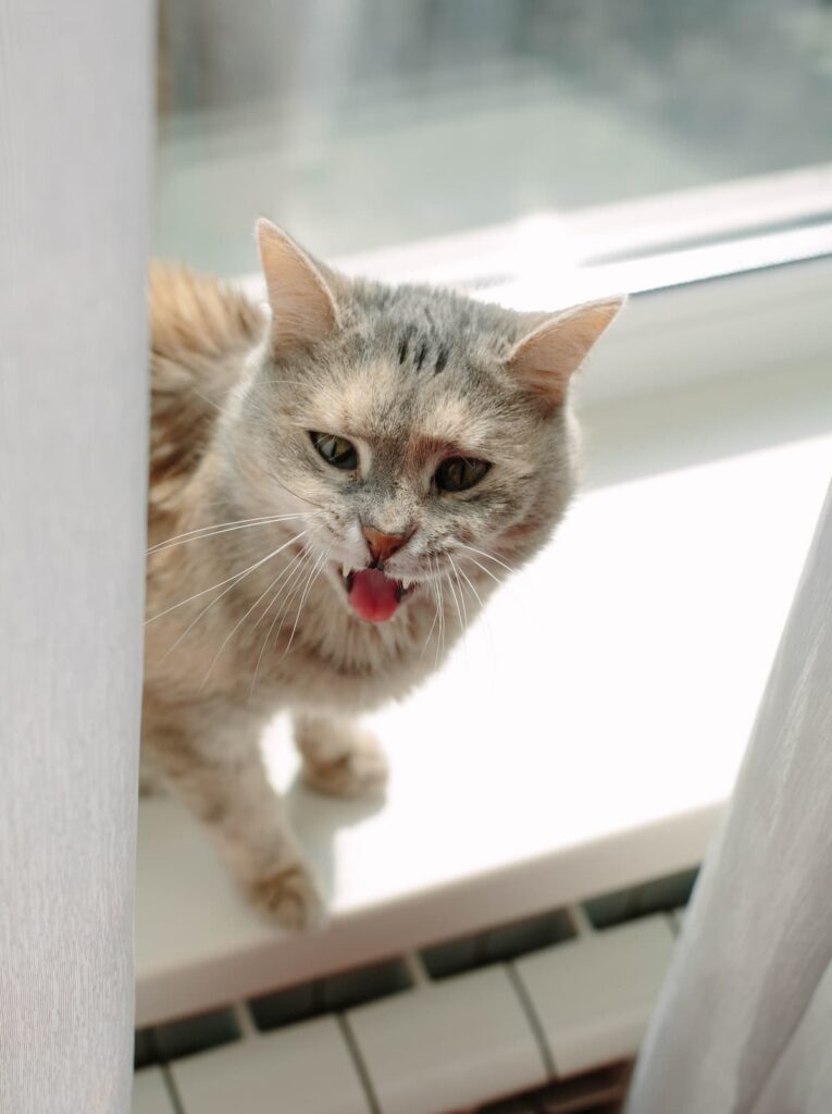 Why Is A Cat Meowing At My Door – 5 Reasons & Considerations – FAQcats.com