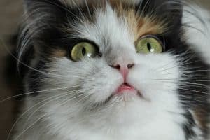 Why Is My Cat Drooling Excessively Suddenly – 7 Reasons – FAQcats.com