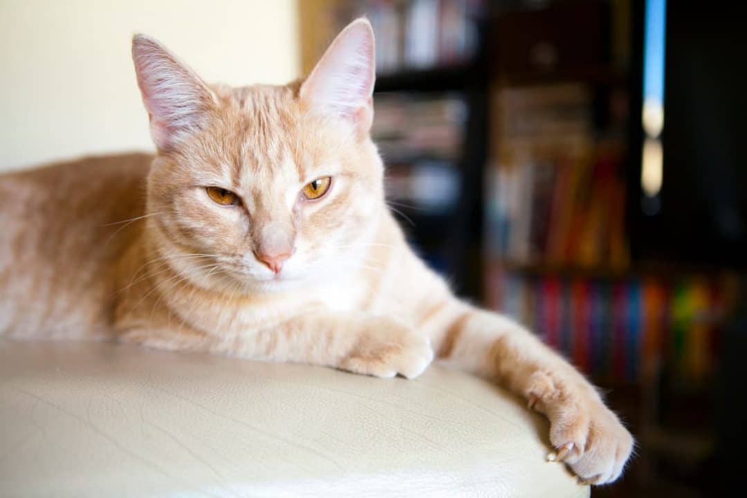Why Is My Cat Purring So Loud – 5 Unique Reasons! – FAQcats.com