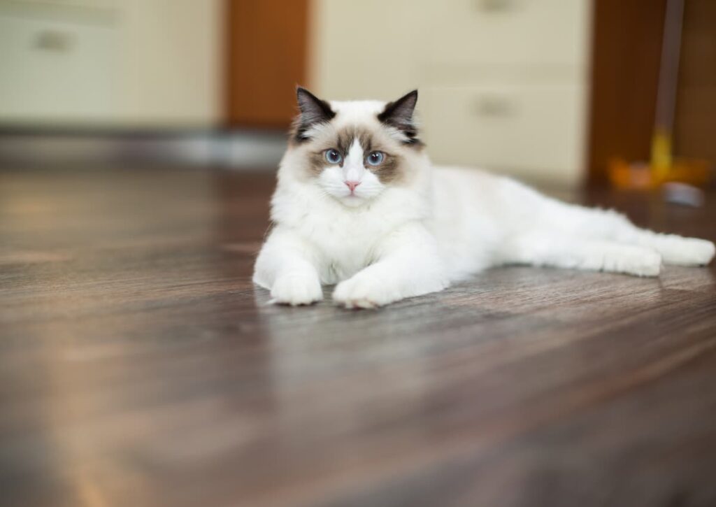 Why Is My Ragdoll Cat So Aggressive – 5 Reasons To Consider – FAQcats.com
