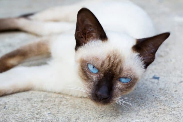 Why Is My Siamese Cat’s Face Turning White – 6 Causes – FAQcats.com