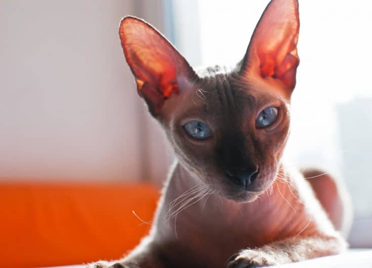 16 Most Affordable Cat Breeds (Prices & Pictures) – FAQcats.com