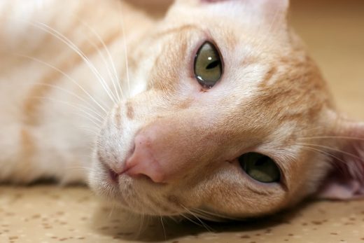 16 Most Affordable Cat Breeds (Prices & Pictures) – FAQcats.com