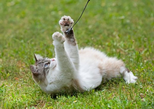 16 Most Affordable Cat Breeds (Prices & Pictures) – FAQcats.com