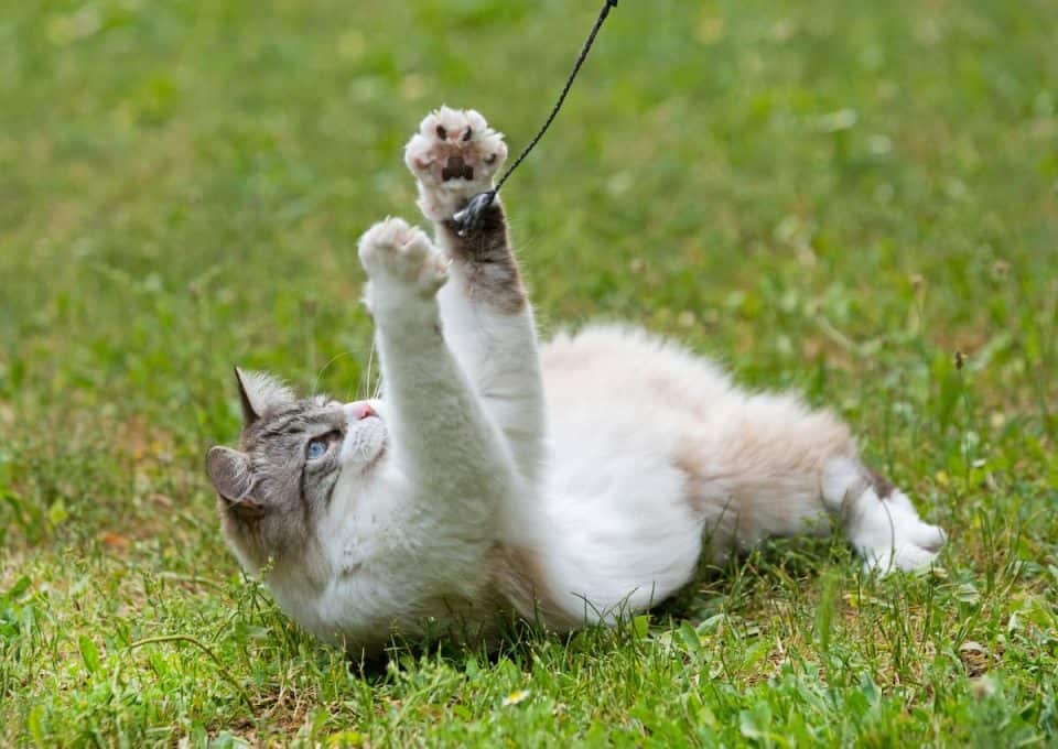 16 Most Affordable Cat Breeds (Prices & Pictures) – FAQcats.com