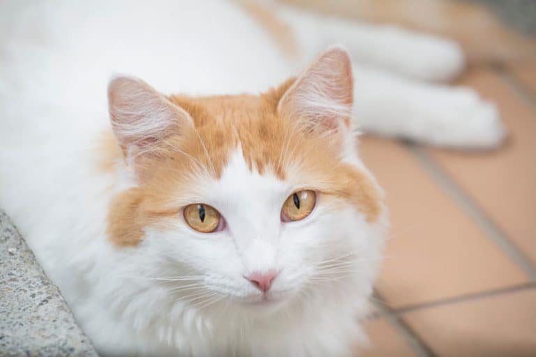 16 Most Affordable Cat Breeds (Prices & Pictures) – FAQcats.com
