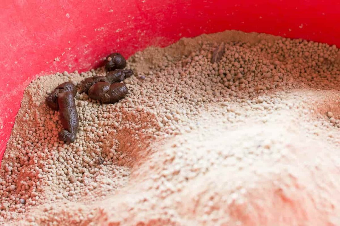 Black Cat Poop: Causes and What It Means – FAQcats.com