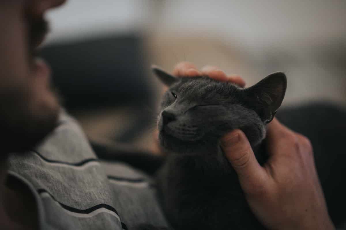 Cat Love 101: How to Make Sure Your Cat Loves You – FAQcats.com
