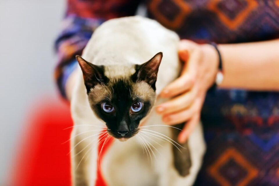 Why Does My Siamese Cat Only Like Me – The Odd Behavior Explained! – FAQcats.com