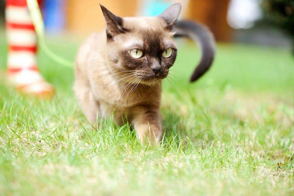 16 Most Affordable Cat Breeds (Prices & Pictures) | FAQcats.com