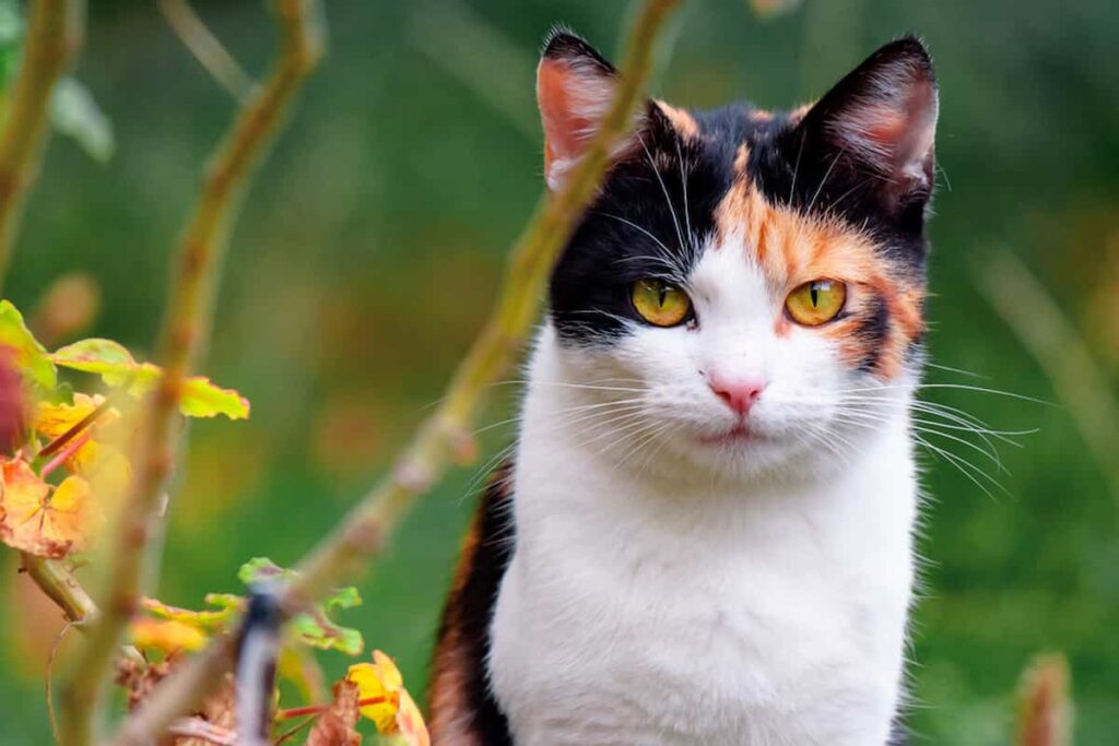 Calico Cats – A Complete Guide to Personality Traits, Appearance, Care ...