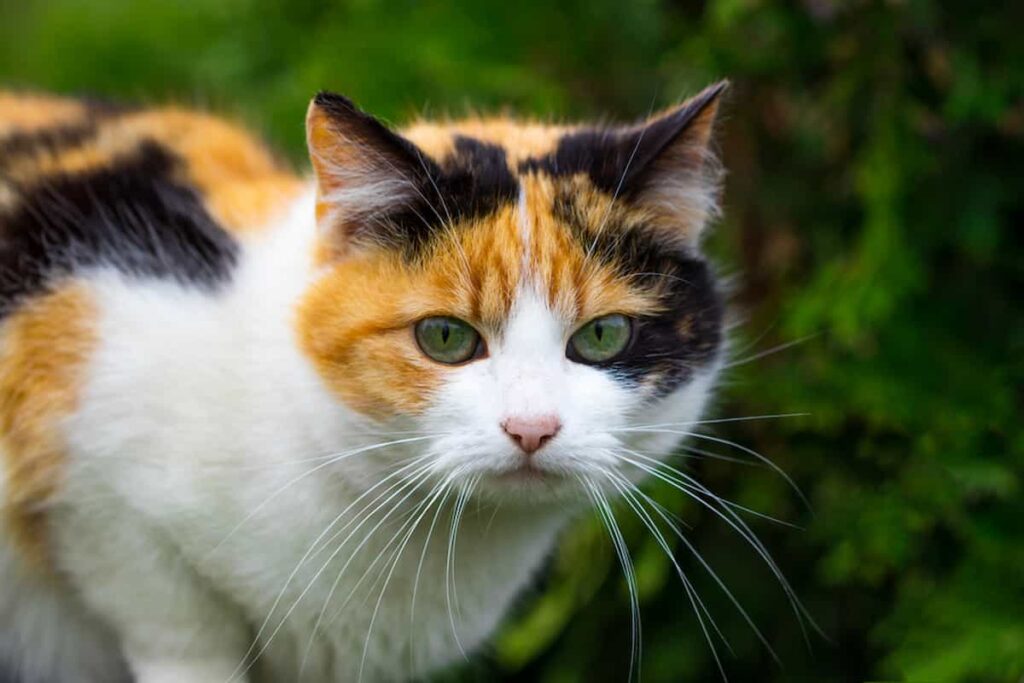 Why Are Patchwork Cats Female – Understanding Chromosomes! – FAQcats.com