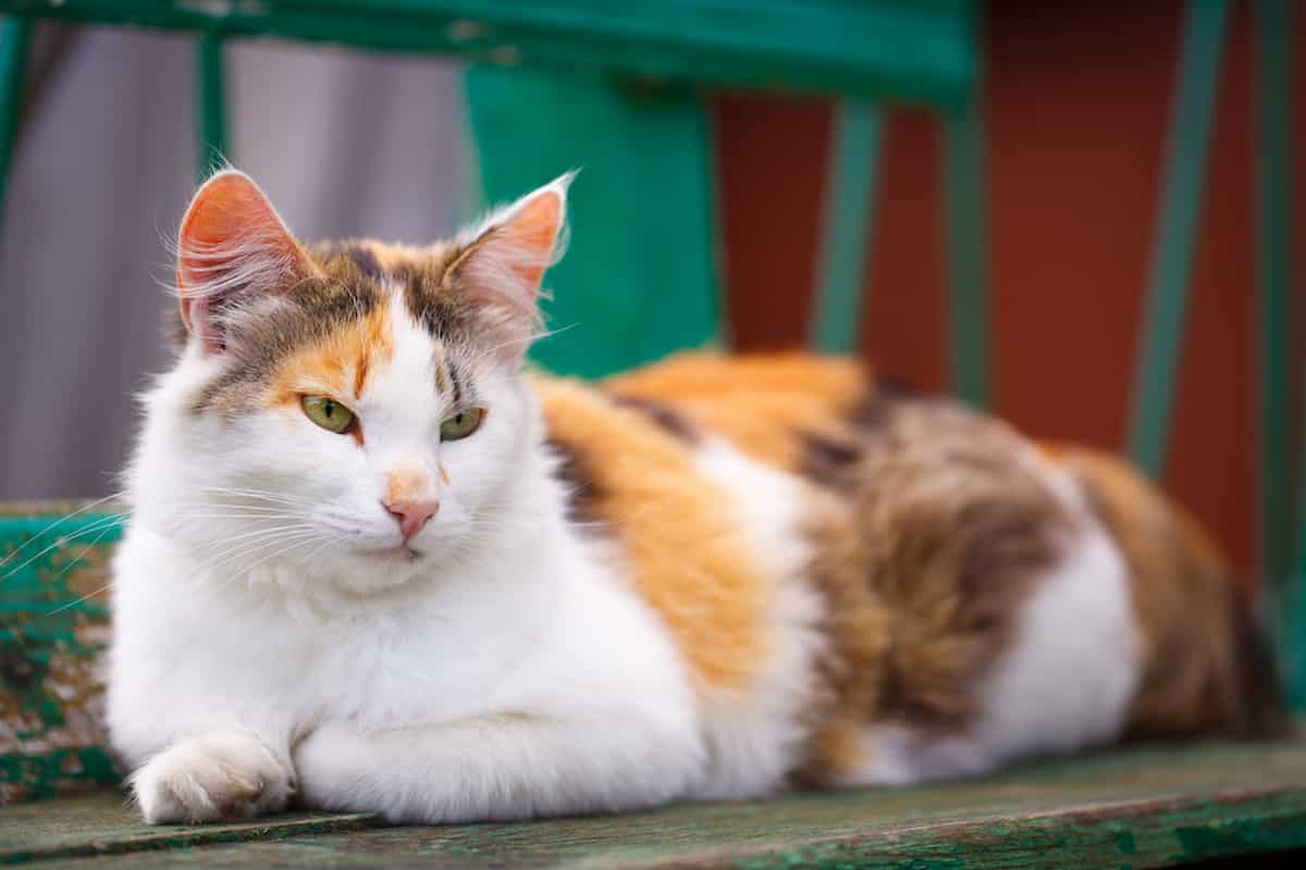 Why Are Patchwork Cats Female – Understanding Chromosomes! – FAQcats.com