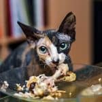 Can Cats Eat Fried Chicken – What You Should Know – FAQcats.com