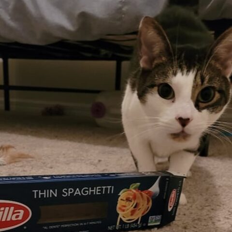 Can Cats Eat Noodles – Are They Safe? – FAQcats.com