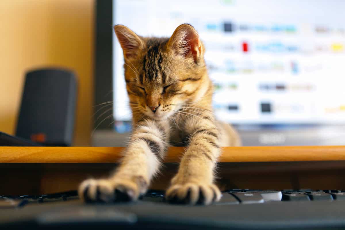 Can I Take My Kitten To Work – Pros & Cons To Consider – FAQcats.com