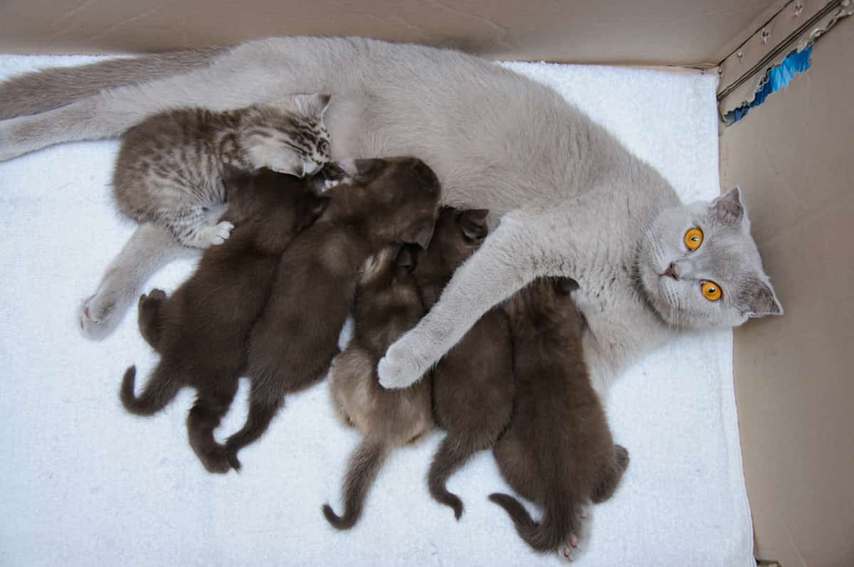 How To Tell If Your Cat Ever Had Kittens – FAQcats.com