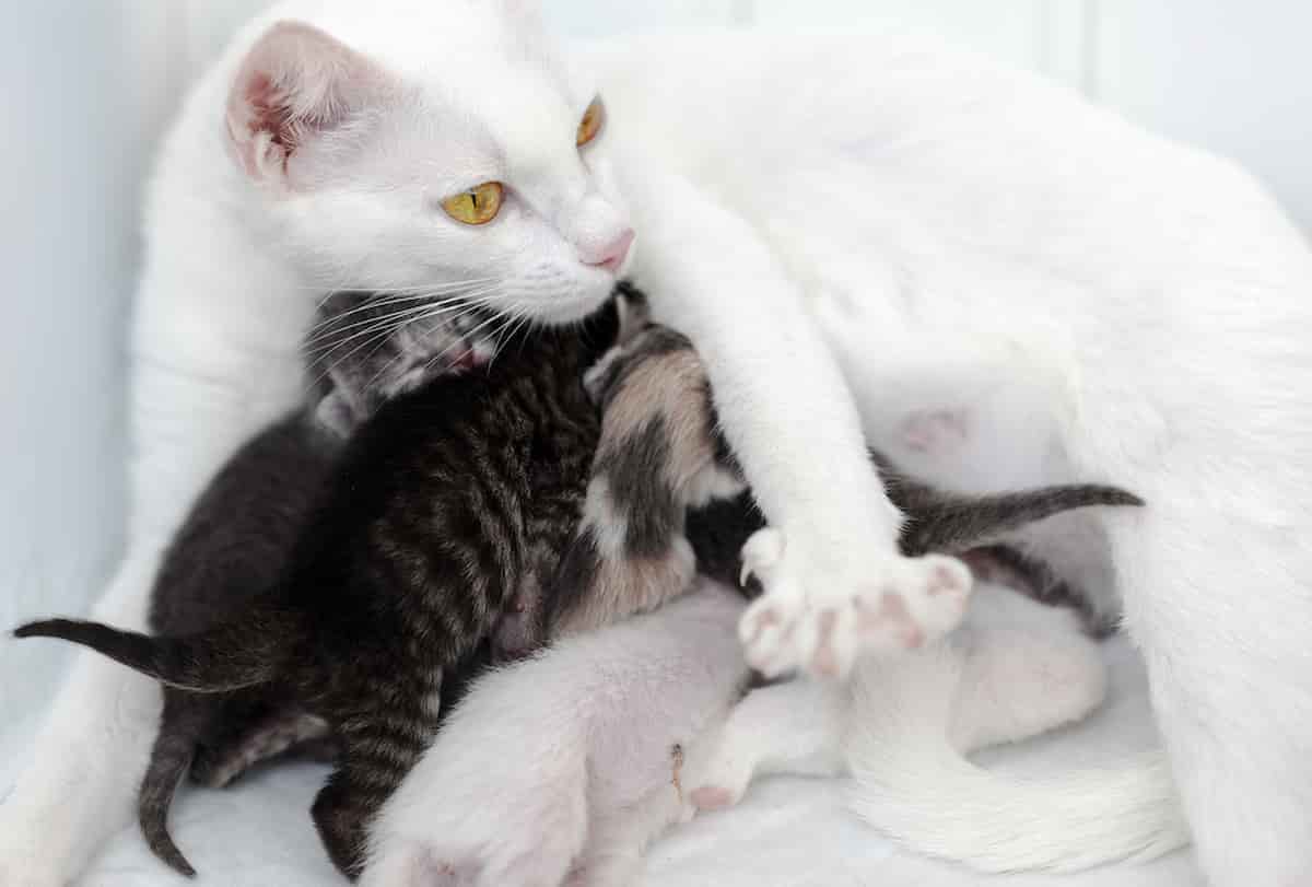 How Long Does It Take For A Cat To Bond With A Kitten? – FAQcats.com