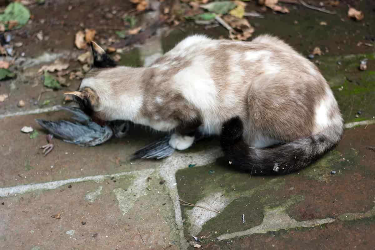 How to Get Your Cat to Let Go of a Bird: Quick and Easy Tips – FAQcats.com