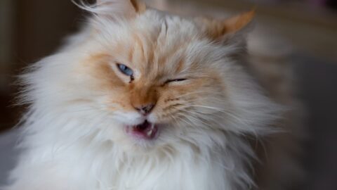 Why Does My Cat Look Away When I Slow Blink – FAQcats.com